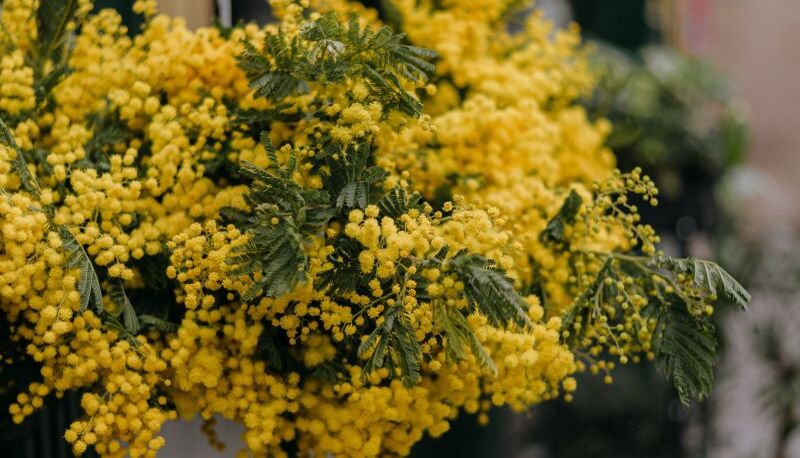 Perché l'8 marzo è la Festa della donna e si regala la mimosa?